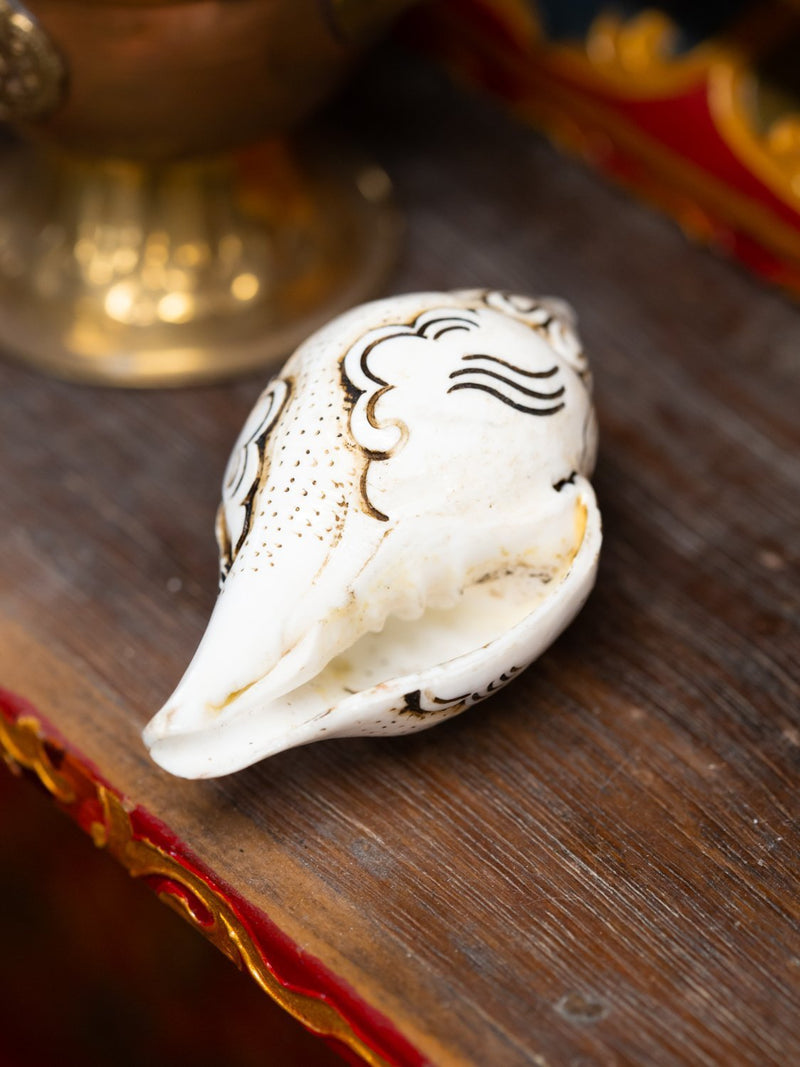 Meditating Buddha Conch Shell - DharmaShop